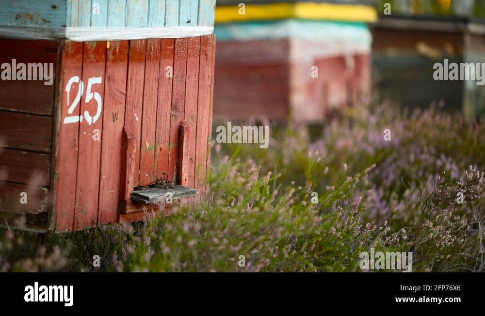 Brood box Stock Videos & Footage - HD and 4K Video Clips - Alamy