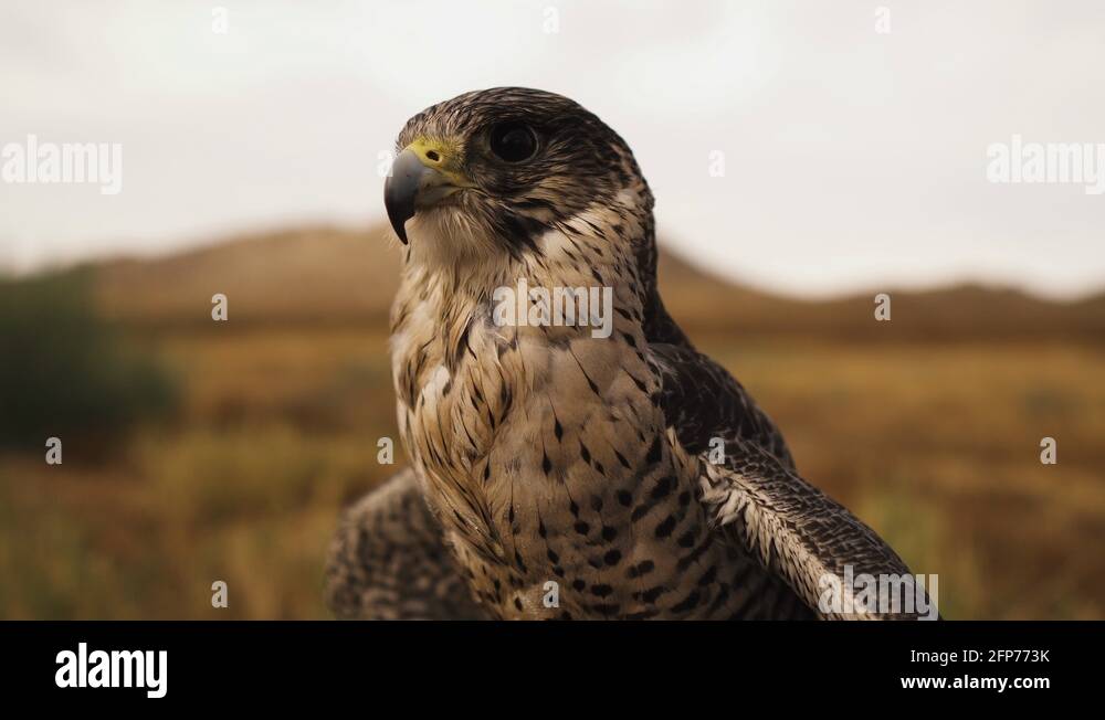 Peregrine Falcon cleaning, looking and preparing for flight and hunting ...