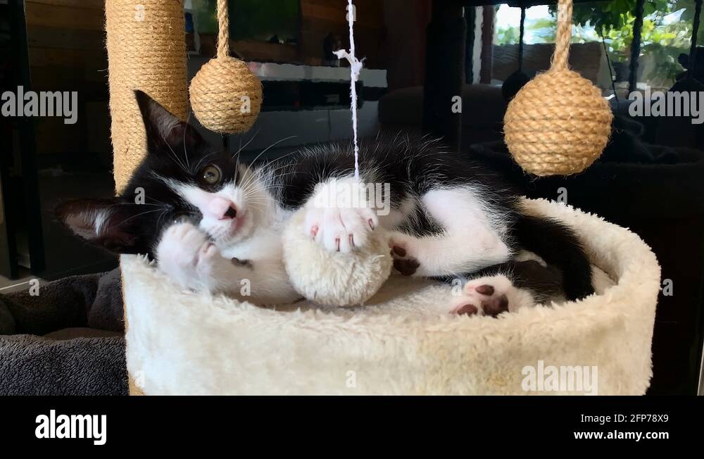 Black and white ball of string Stock Videos & Footage - HD and 4K Video ...