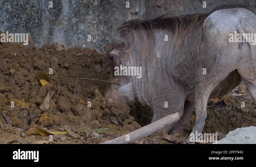 A Desert Warthog (Phacochoerus aethiopicus) is digging the soil with ...