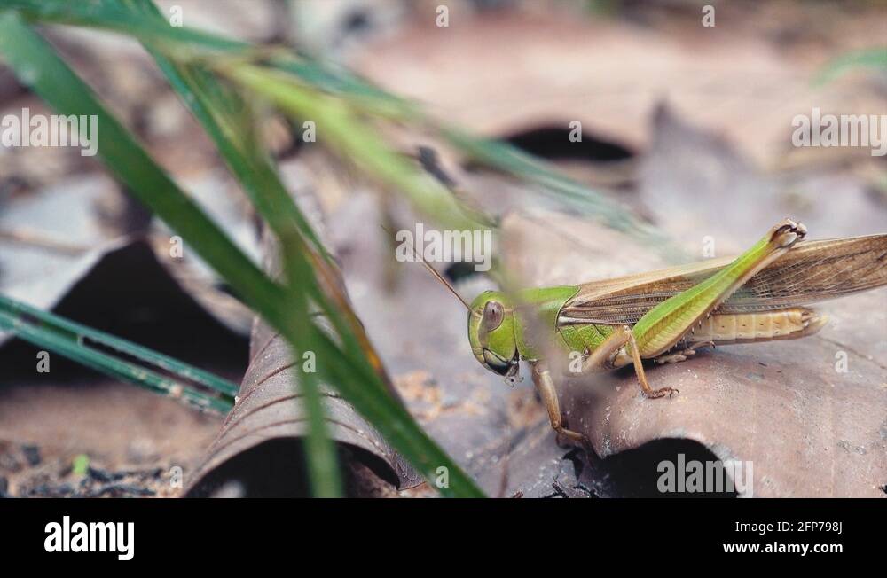 Grasshopper and ant Stock Videos & Footage - HD and 4K Video Clips - Alamy