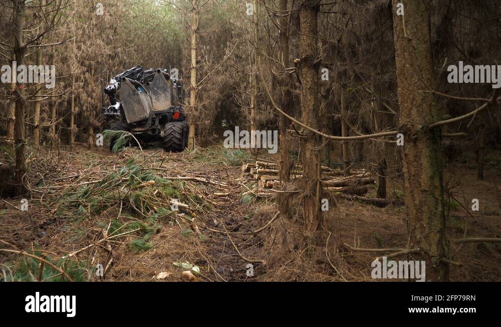 Deforestation logging truck Stock Videos & Footage - HD and 4K Video ...