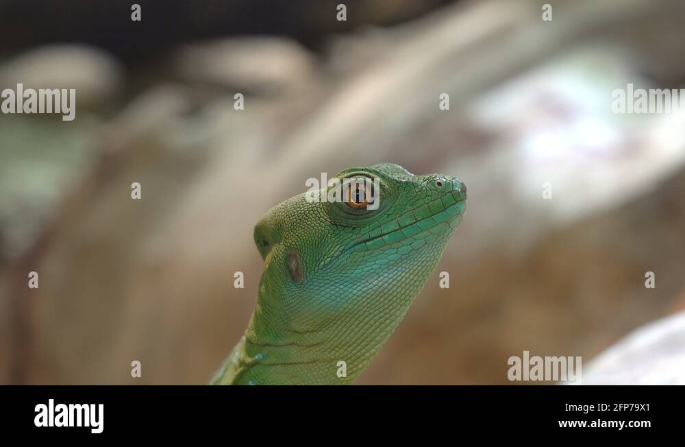 Reptile mouth open Stock Videos & Footage - HD and 4K Video Clips - Alamy