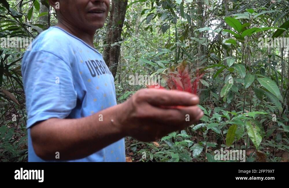 Jungle tour guide Stock Videos & Footage - HD and 4K Video Clips - Alamy
