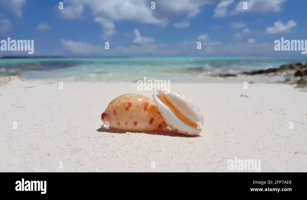 White sea shells Stock Videos & Footage - HD and 4K Video Clips - Alamy