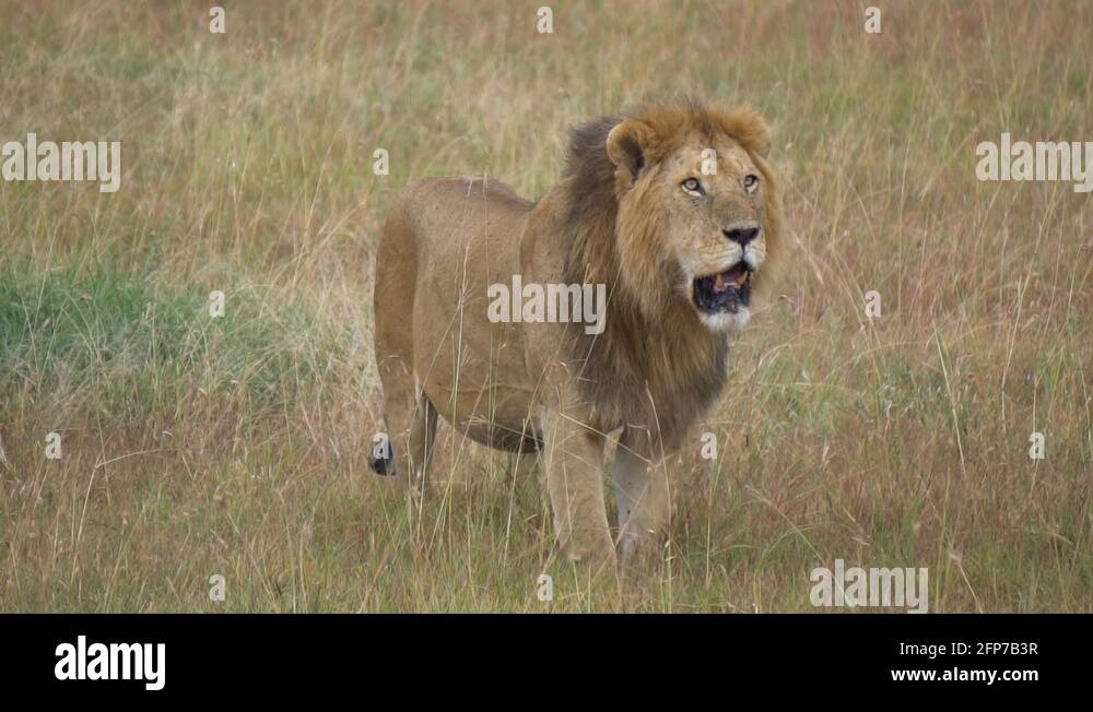 African lion standing in Stock Videos & Footage - HD and 4K Video Clips ...