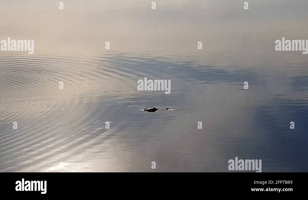Florida gator water Stock Videos & Footage - HD and 4K Video Clips - Alamy