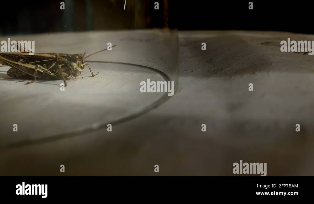 Curious grasshopper Stock Videos & Footage - HD and 4K Video Clips - Alamy