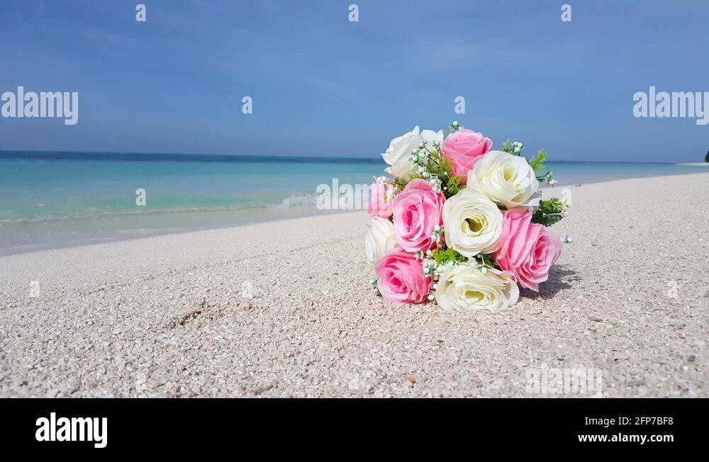 Caribbean rose Stock Videos & Footage - HD and 4K Video Clips - Alamy