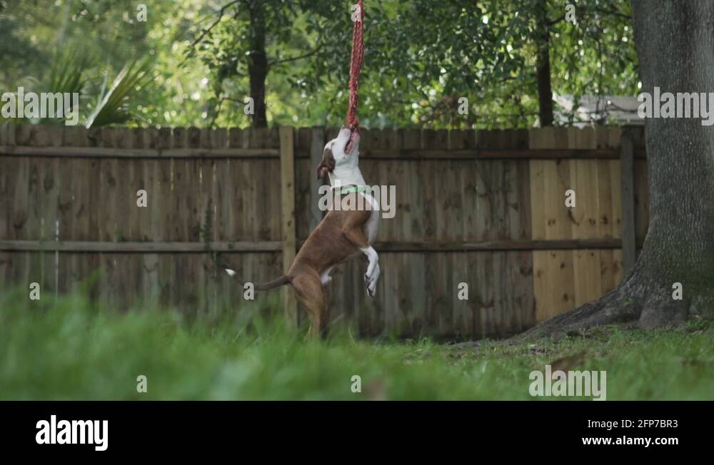 Brown and White Pitbull Terrier Mix Chews on Rope Hanging From Tree ...