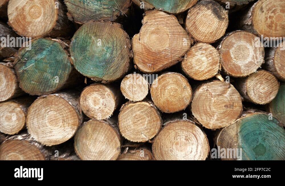 Natural texture cut end log Stock Videos & Footage - HD and 4K Video ...