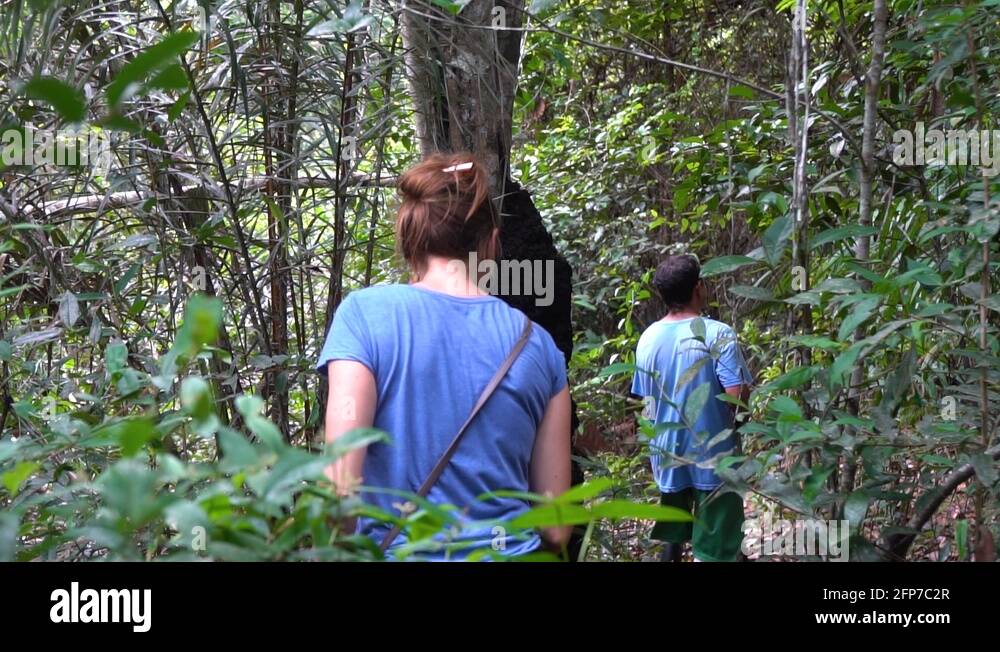 Jungle tour guide Stock Videos & Footage - HD and 4K Video Clips - Alamy