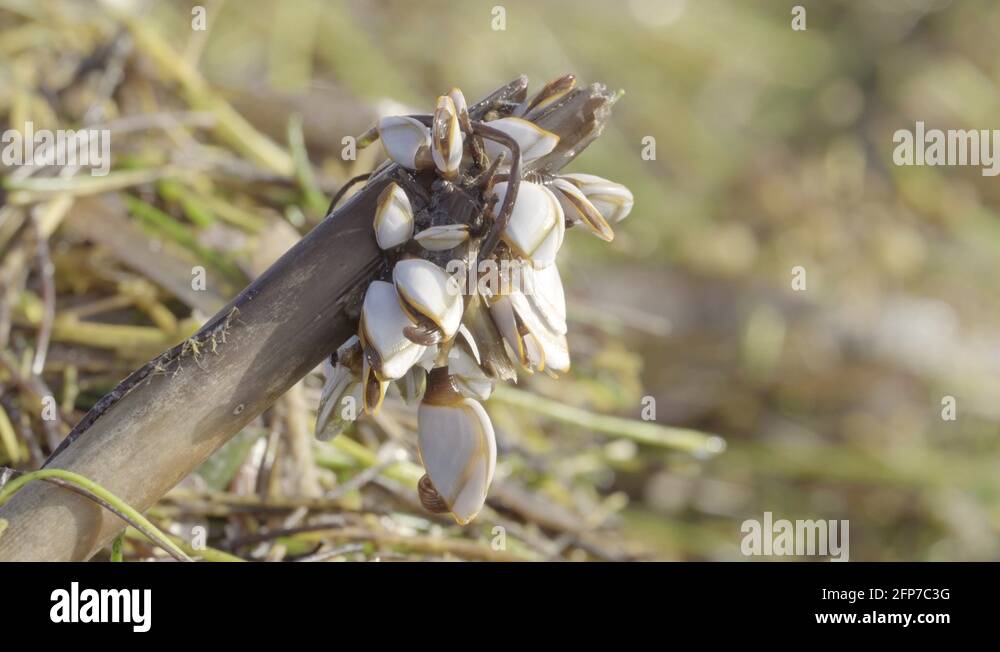 Barnacles nature Stock Videos & Footage - HD and 4K Video Clips - Alamy