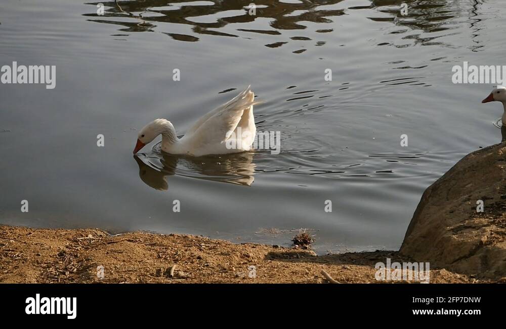 Duck swimming underwater Stock Videos & Footage - HD and 4K Video Clips ...