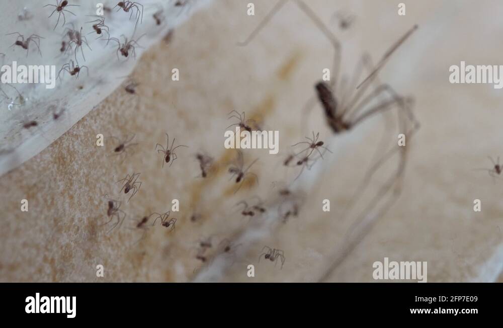 Long legs spiders Stock Videos & Footage - HD and 4K Video Clips - Alamy