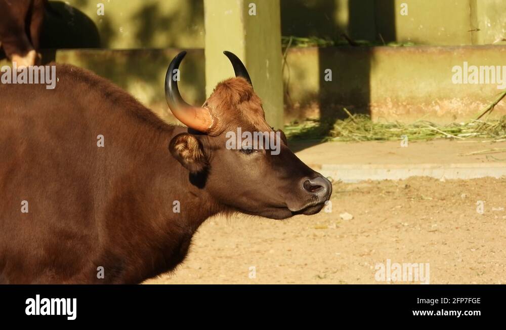 Gaur indian bison Stock Videos & Footage - HD and 4K Video Clips - Alamy