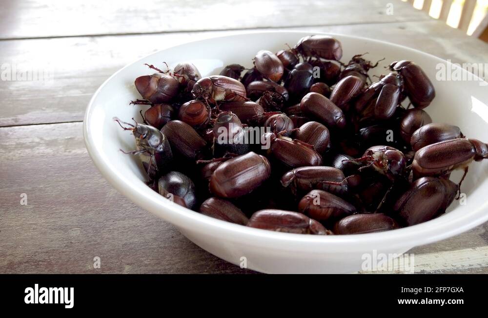 Edible bugs Stock Videos & Footage - HD and 4K Video Clips - Alamy