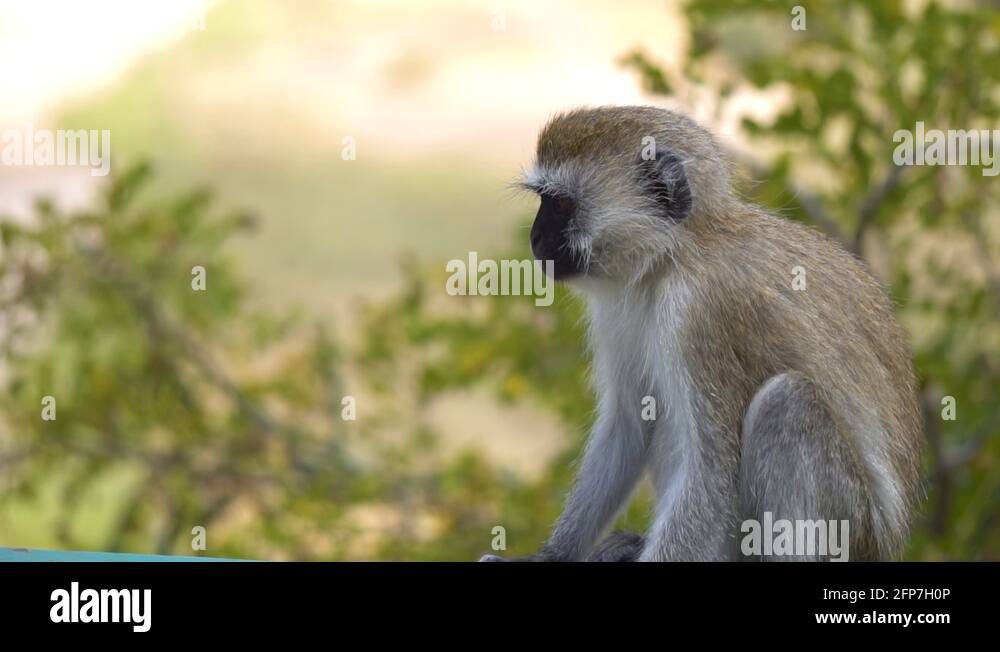 Monkey in its environment Stock Videos & Footage - HD and 4K Video ...