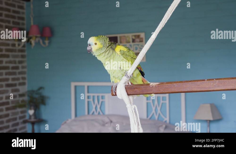 Parrot pet house Stock Videos & Footage - HD and 4K Video Clips - Alamy