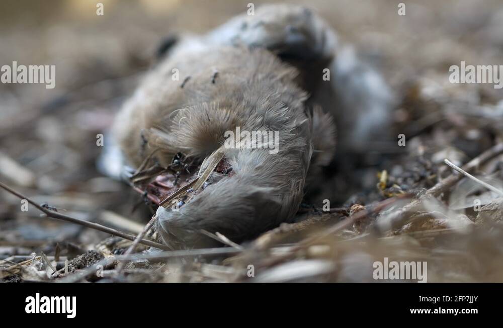 Birds eat ants Stock Videos & Footage - HD and 4K Video Clips - Alamy