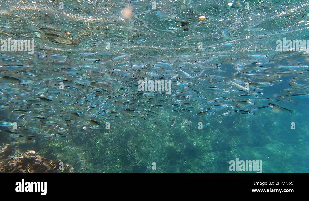 School of small fish swim in crystal clear water underneath surface ...