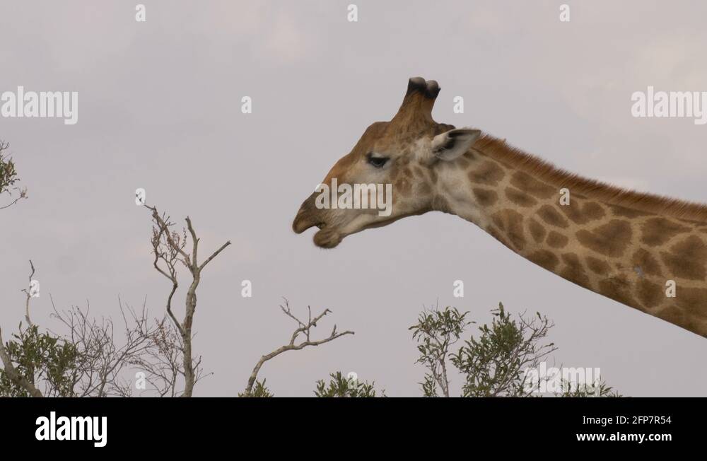 Giraffe head and neck Stock Videos & Footage - HD and 4K Video Clips ...