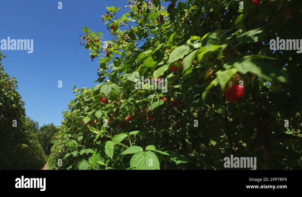 Fruit rows Stock Videos & Footage - HD and 4K Video Clips - Alamy