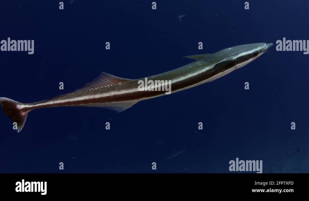 Remora fish sucker Stock Videos & Footage - HD and 4K Video Clips - Alamy