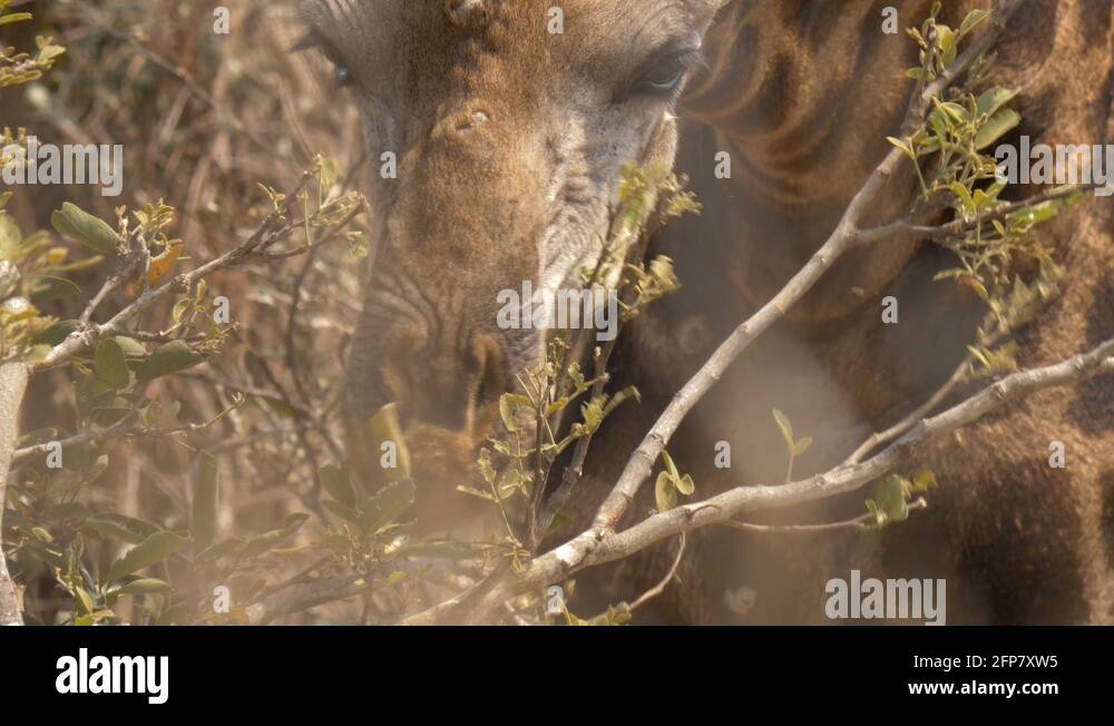Skin scar africa Stock Videos & Footage - HD and 4K Video Clips - Alamy