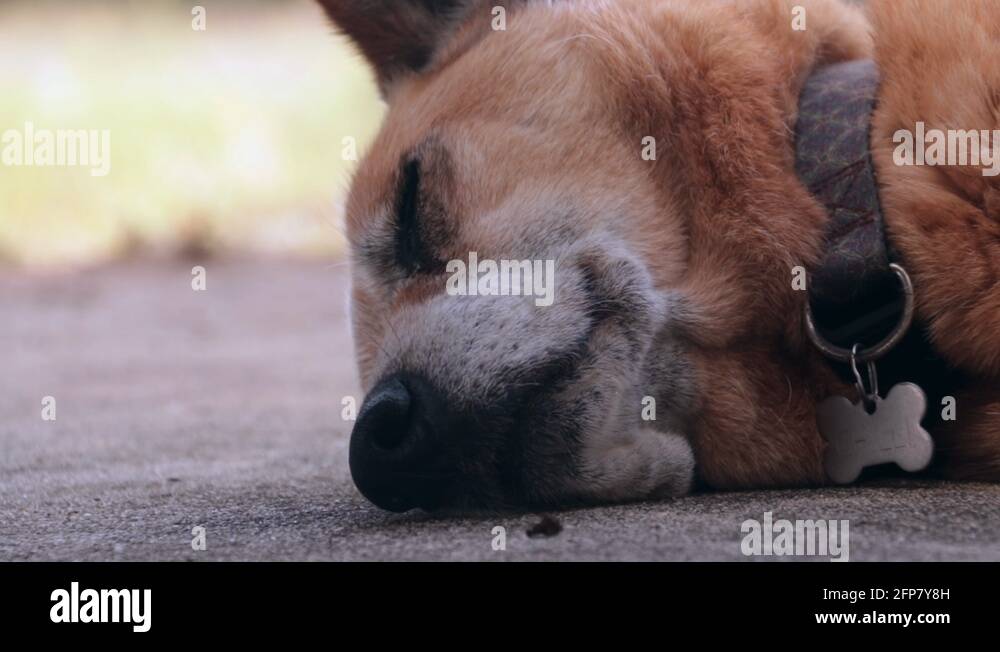 Sleepy dog face Stock Videos & Footage - HD and 4K Video Clips - Alamy