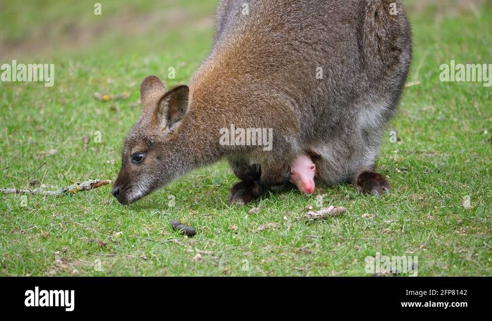 Newborn kangaroo Stock Videos & Footage - HD and 4K Video Clips - Alamy