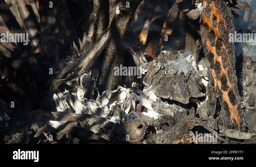 Burned plant Stock Videos & Footage - HD and 4K Video Clips - Alamy