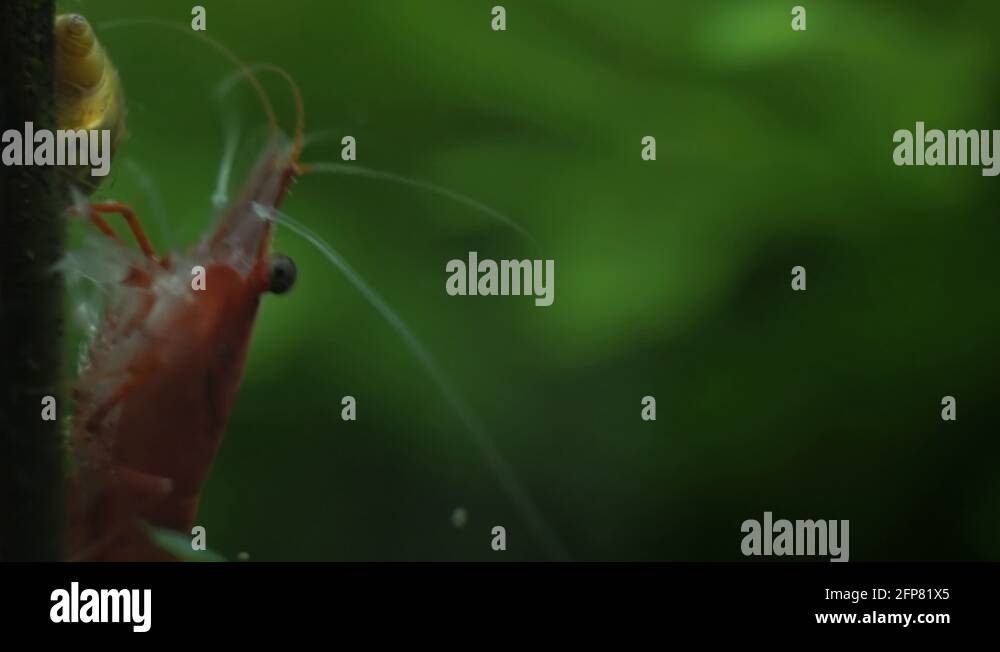Sakura shrimp Stock Videos & Footage - HD and 4K Video Clips - Alamy