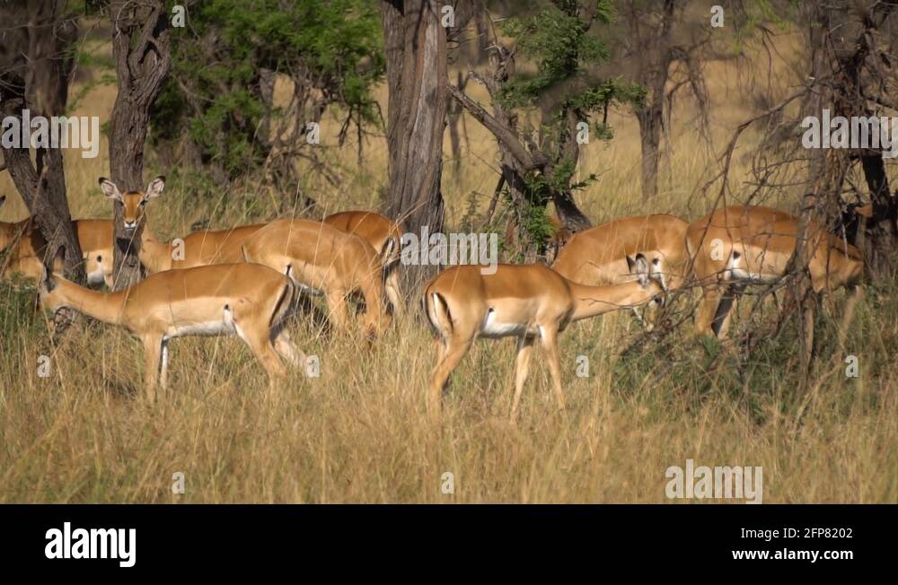Impala herd eating Stock Videos & Footage - HD and 4K Video Clips - Alamy