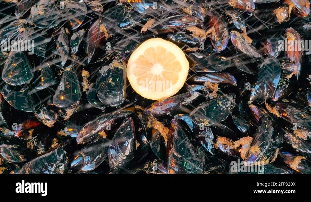Shellfish display Stock Videos & Footage - HD and 4K Video Clips - Alamy