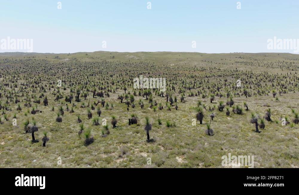 Balga Stock Videos & Footage - HD and 4K Video Clips - Alamy