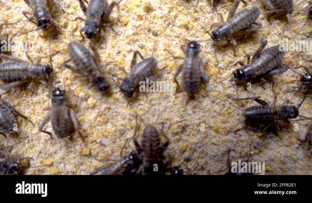 Cricket insects Stock Videos & Footage - HD and 4K Video Clips - Alamy