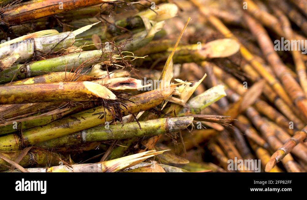 Rum sugar cane Stock Videos & Footage - HD and 4K Video Clips - Alamy