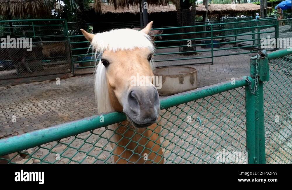 Horses at the zoo Stock Videos & Footage - HD and 4K Video Clips - Alamy