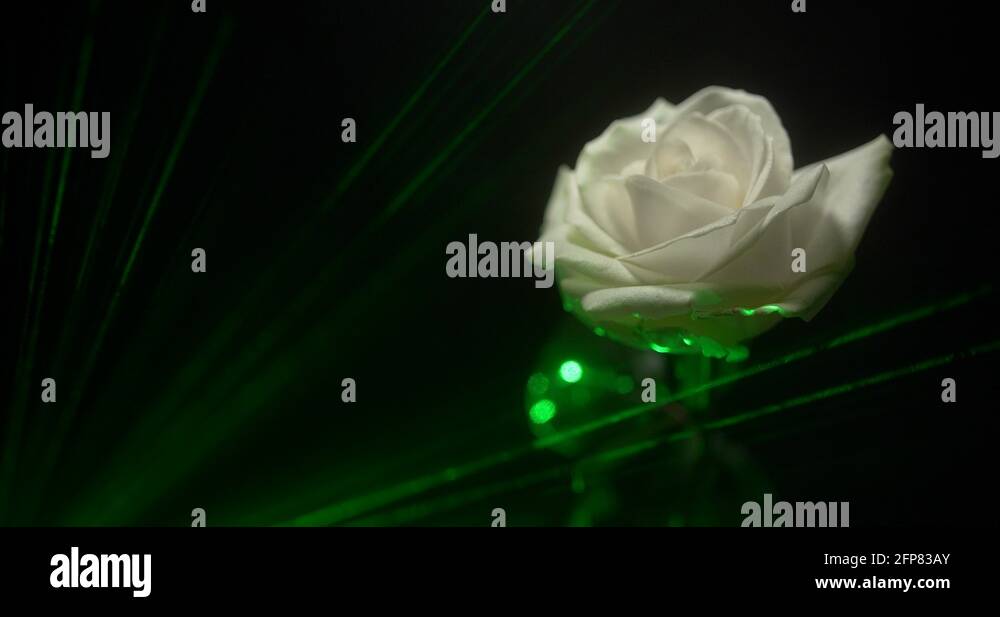 Magical white rose in dark and enchanted forest with green light and ...