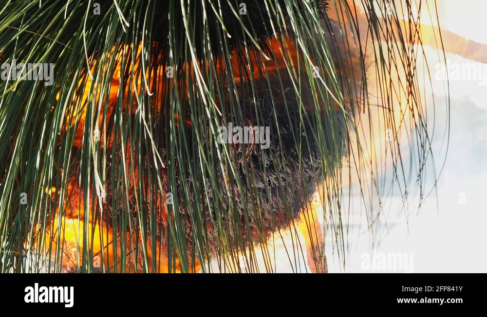 Balga tree Stock Videos & Footage - HD and 4K Video Clips - Alamy