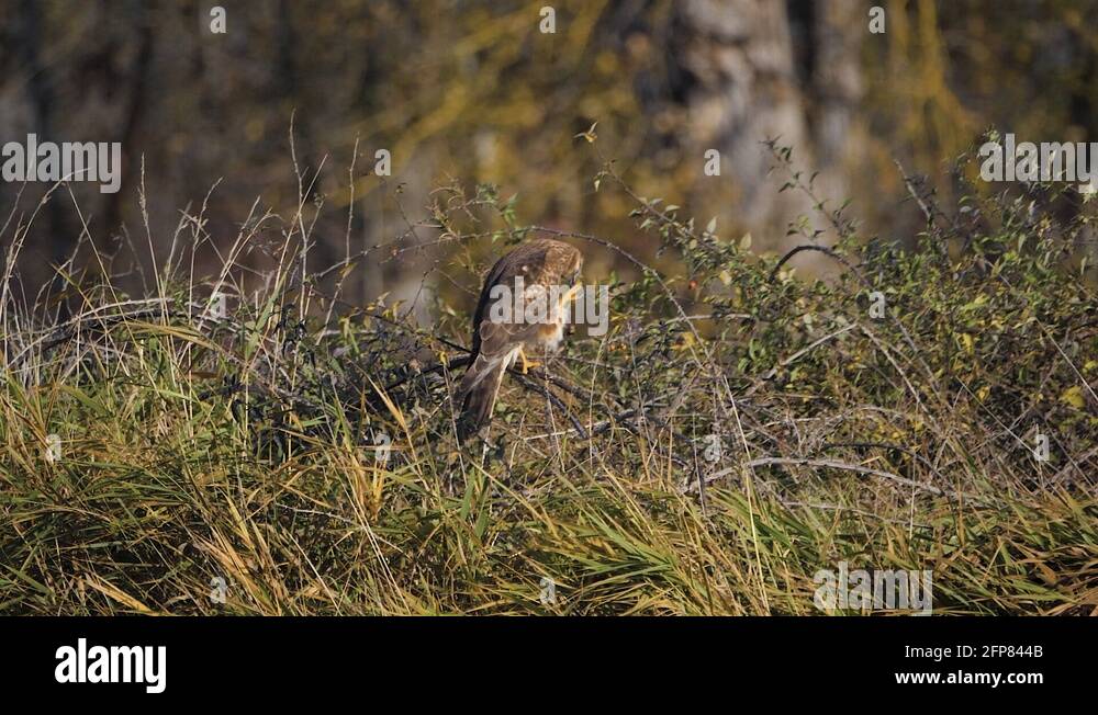 Hawk bird habitat Stock Videos & Footage - HD and 4K Video Clips - Alamy