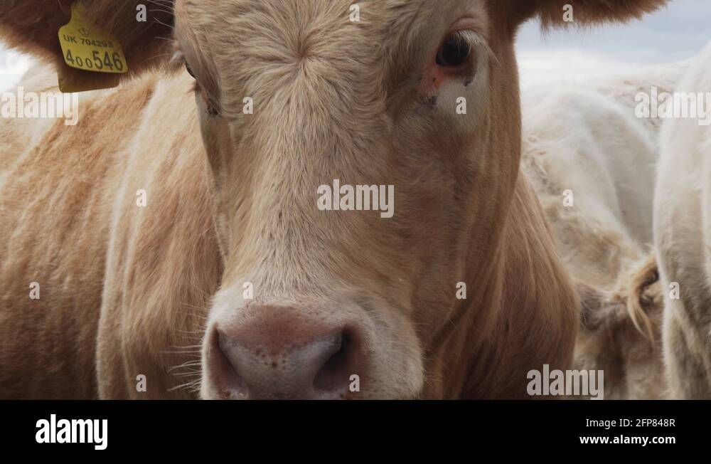 Calves head close up Stock Videos & Footage - HD and 4K Video Clips - Alamy