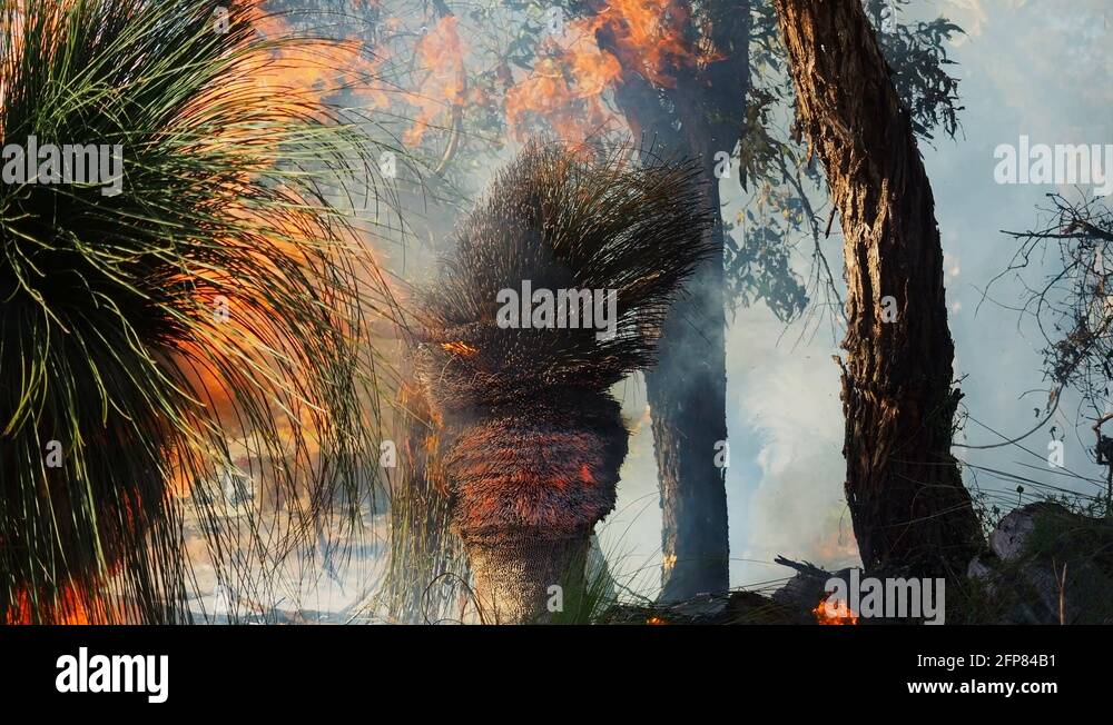 Cool burn fire slowly consuming grass tree leaves and releasing clouds ...
