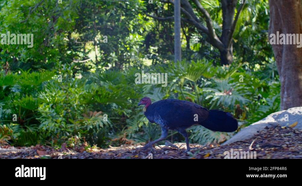 Australian megapode Stock Videos & Footage - HD and 4K Video Clips - Alamy