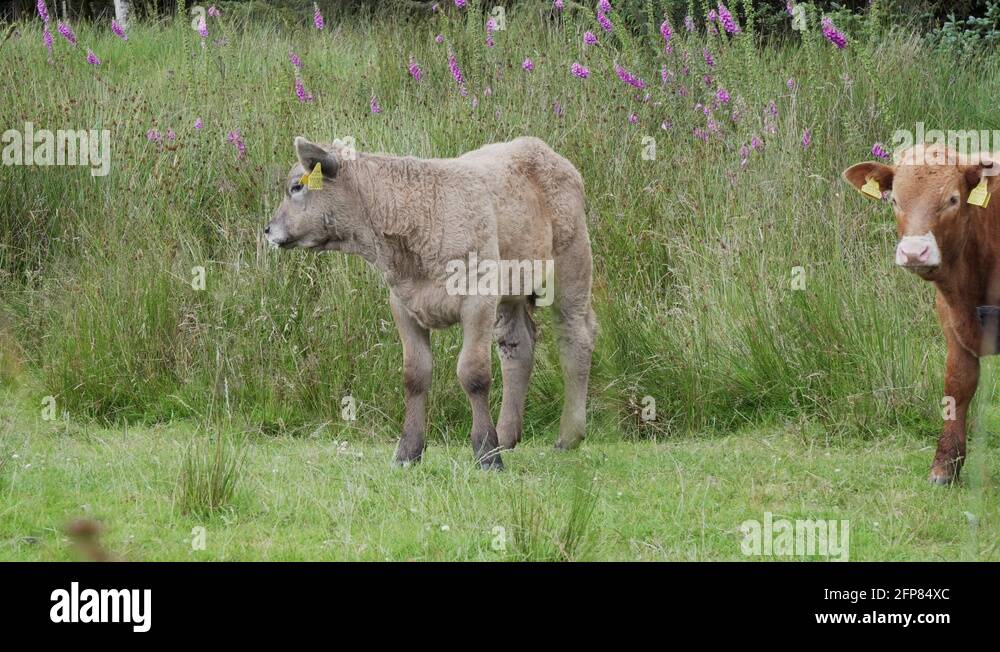 Love between animals Stock Videos & Footage - HD and 4K Video Clips - Alamy