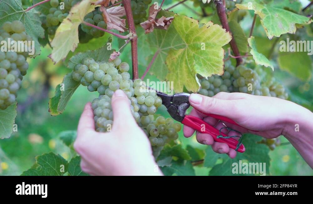 Human Hands Picking a Bunch of Grapes Straight from the Vine with the ...