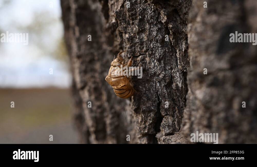 Cicada skeleton Stock Videos & Footage - HD and 4K Video Clips - Alamy