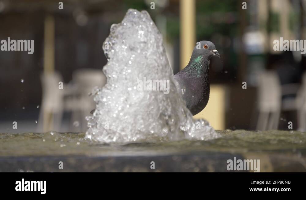 Pigeon drinking from fountain Stock Videos & Footage - HD and 4K Video ...