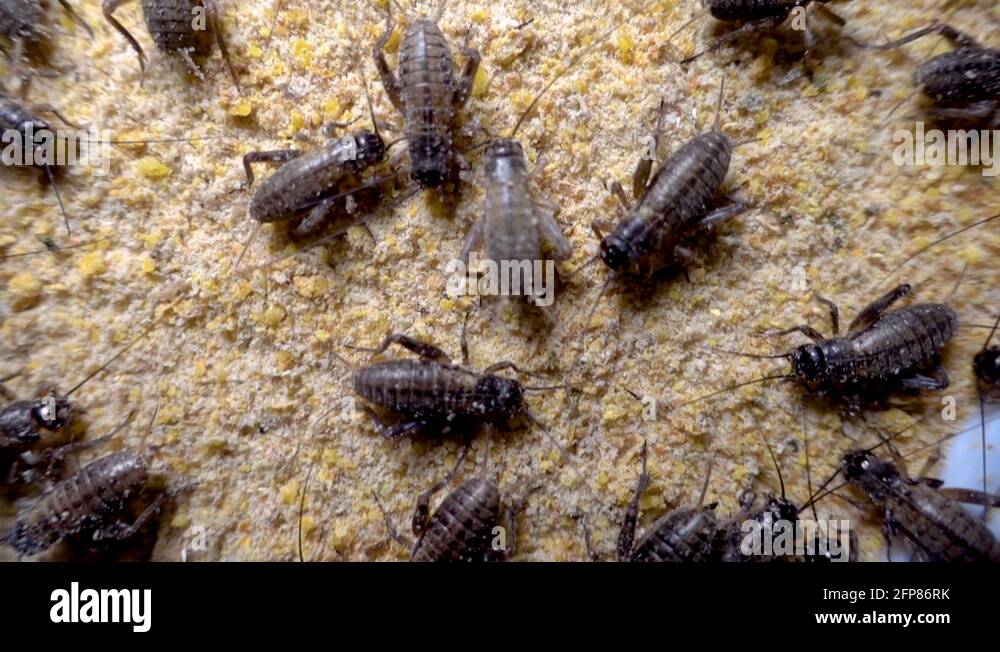 Crickets breeding Stock Videos & Footage - HD and 4K Video Clips - Alamy